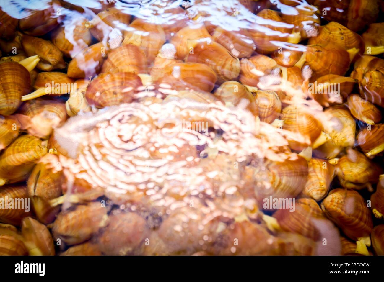 Live clams are in aquarium, tank at traditional seafood restaurant for ...