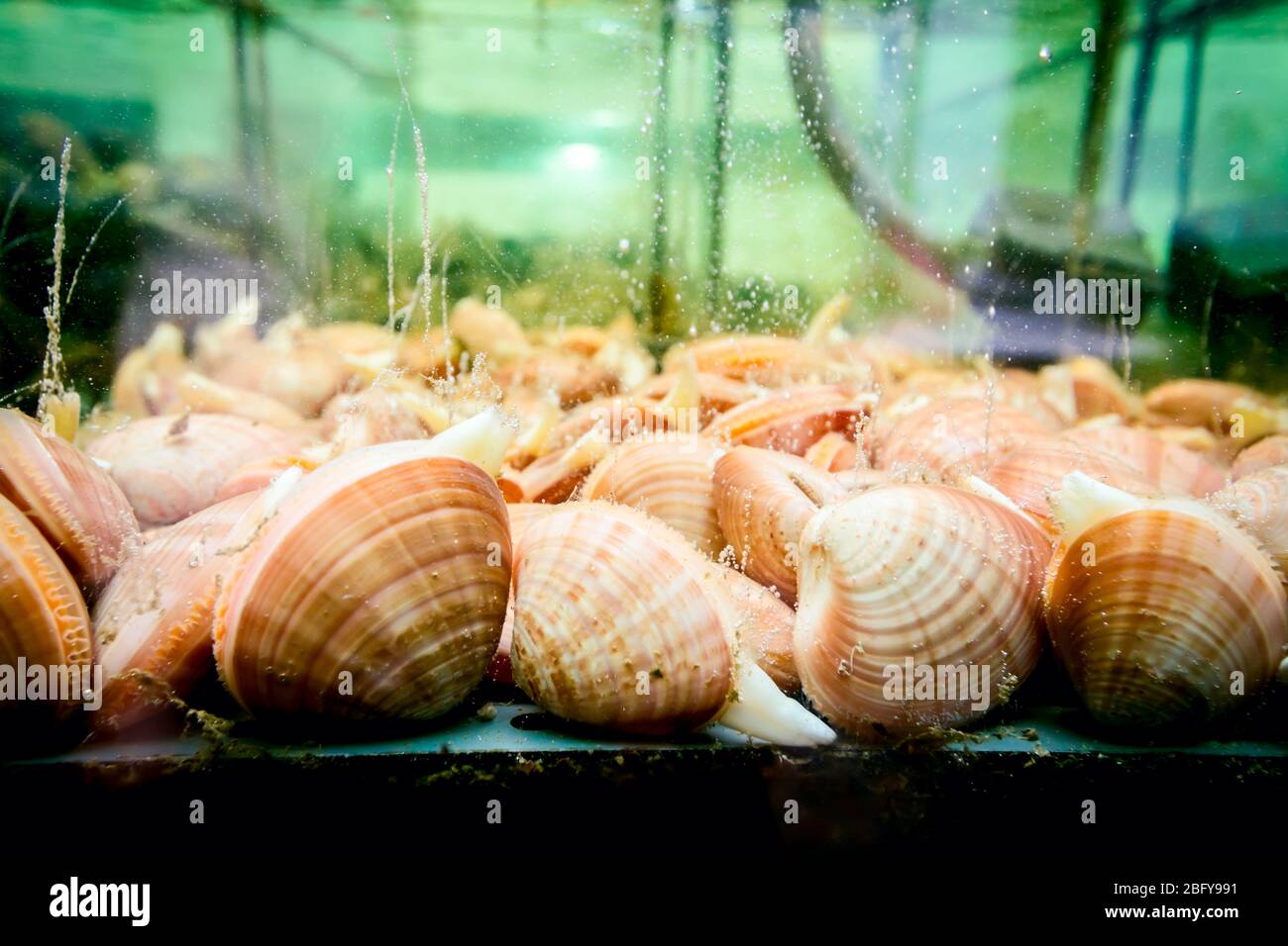 Live clams are in aquarium, tank at traditional seafood restaurant for ...
