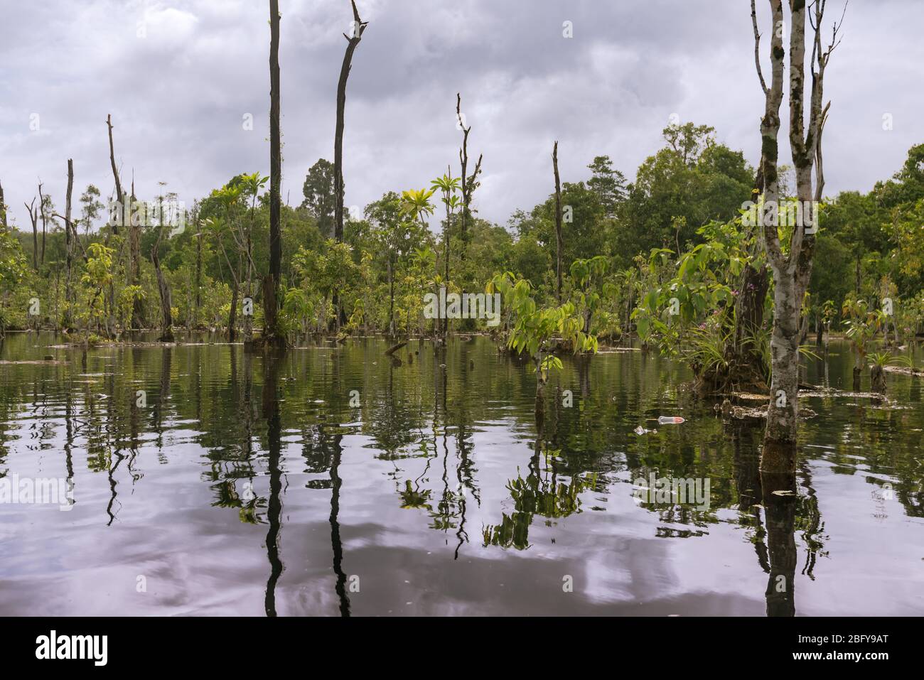 View of the bush in wetlands and reflection in the water Stock Photo ...