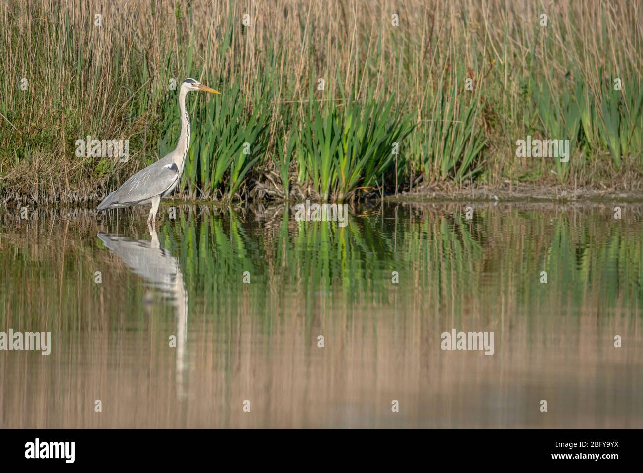 Grey heron fishing in a swamp in Camargue Stock Photo - Alamy