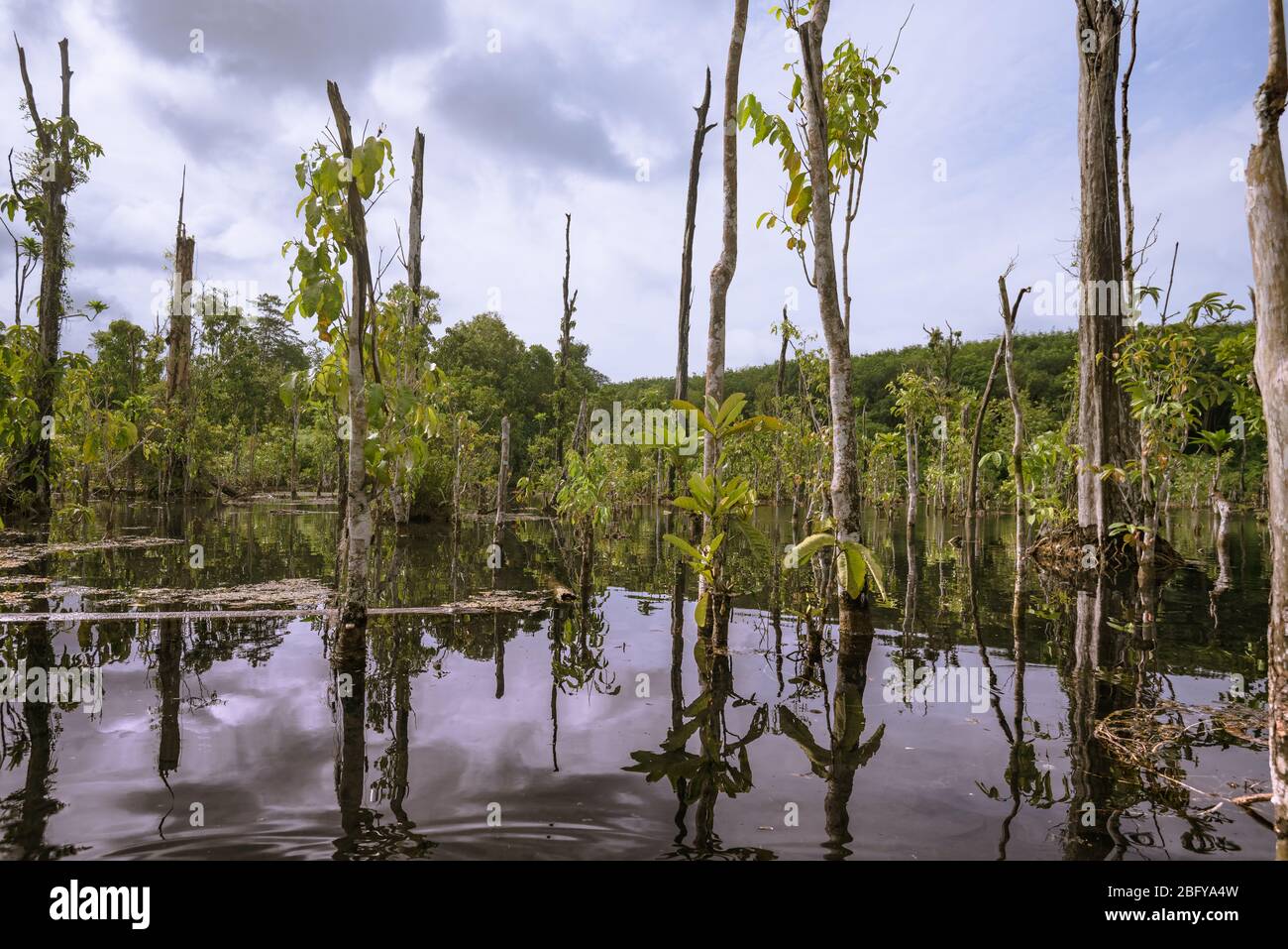 View of the bush in wetlands and reflection in the water Stock Photo ...