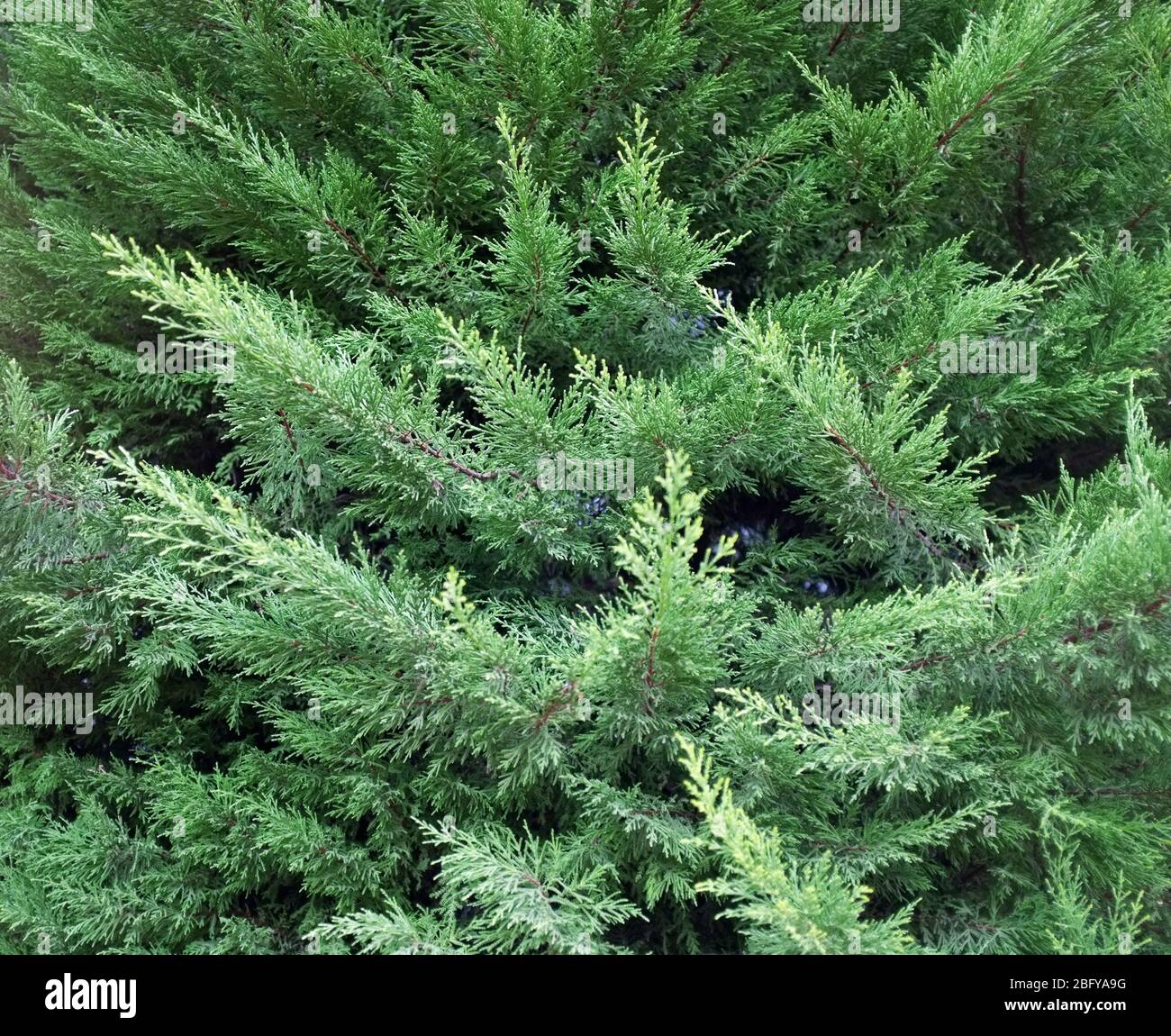 beautiful green bush close-up Stock Photo - Alamy