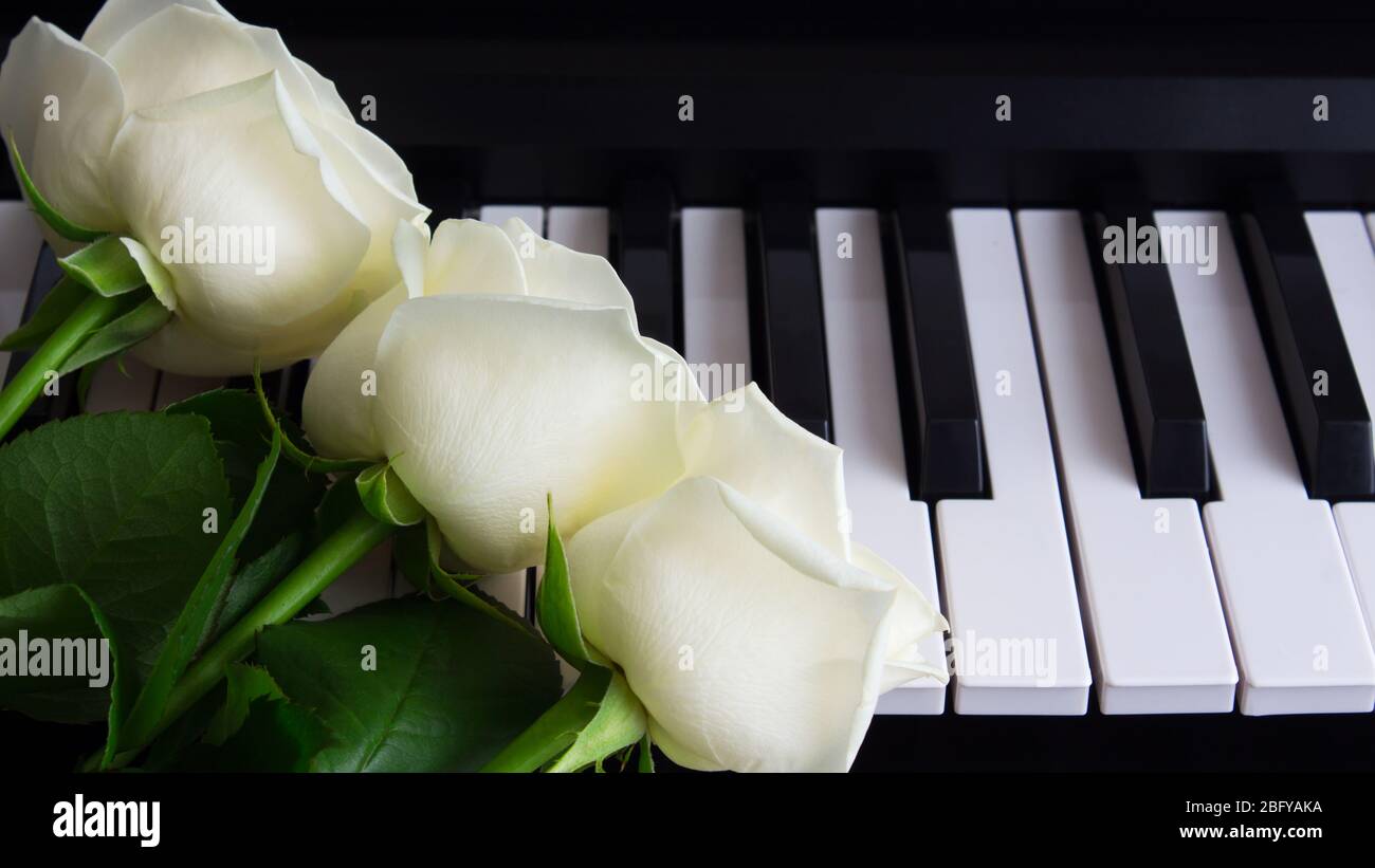 Bouquet of white roses on the piano. Flowers on a musical instrument ...