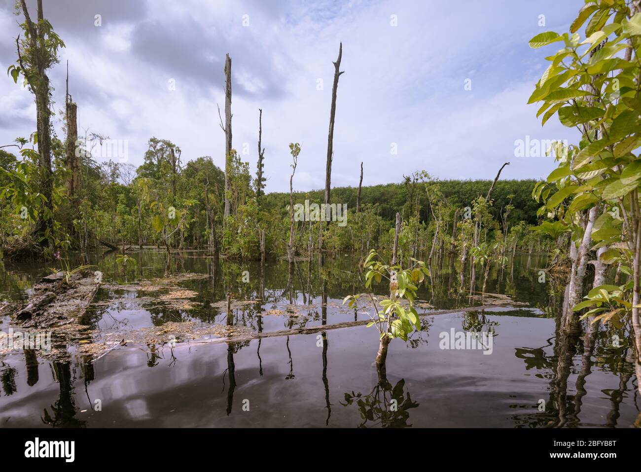 View of the bush in wetlands and reflection in the water Stock Photo ...