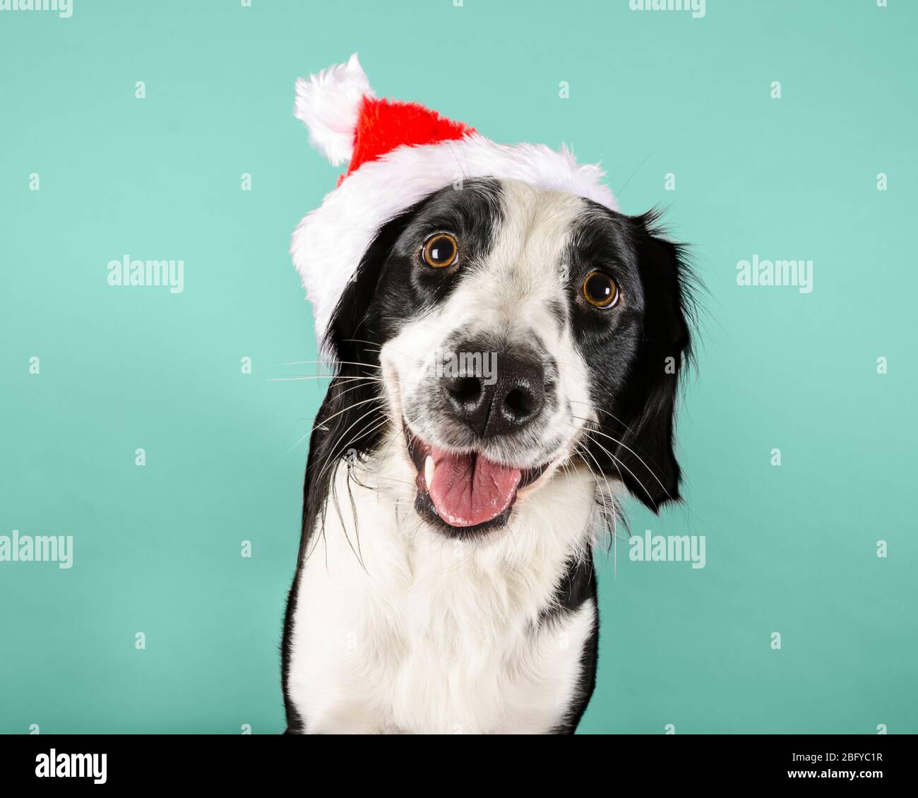 Sprollie dog hi-res stock photography and images - Alamy