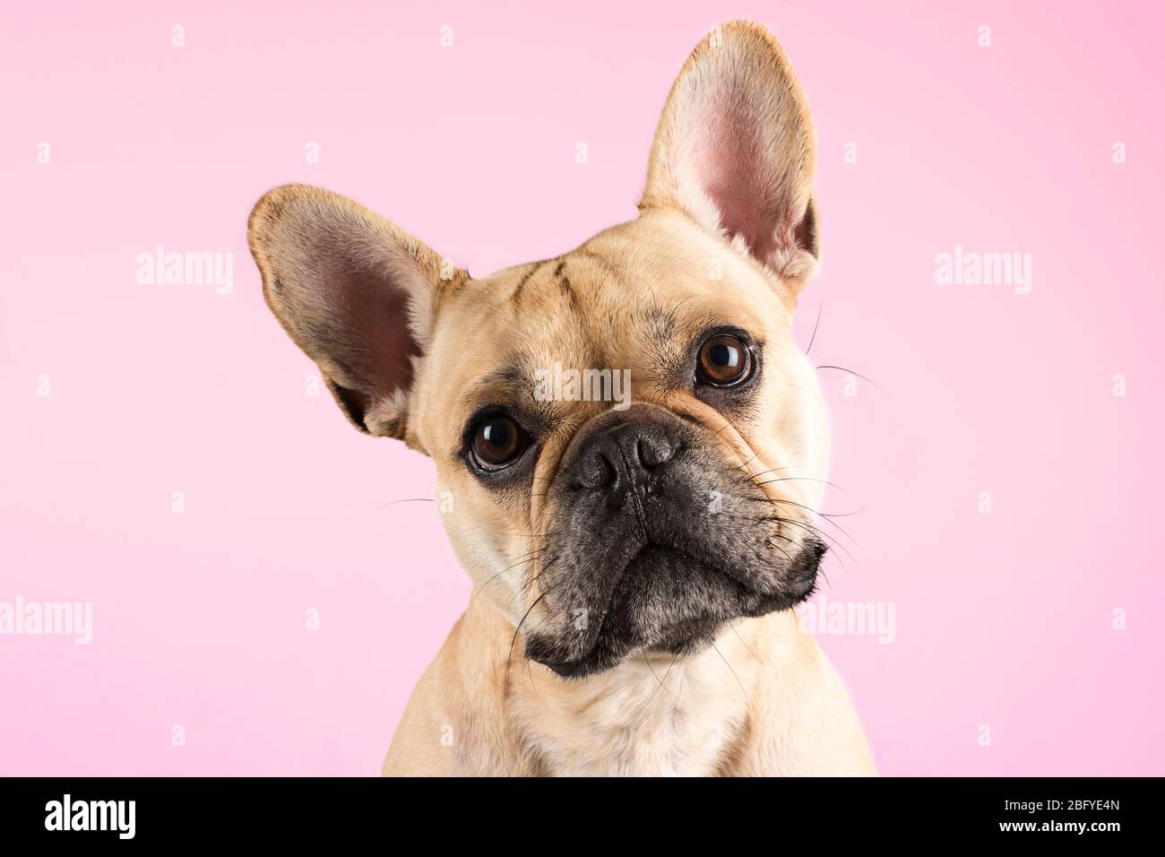 French Bulldog on pink, UK Stock Photo - Alamy