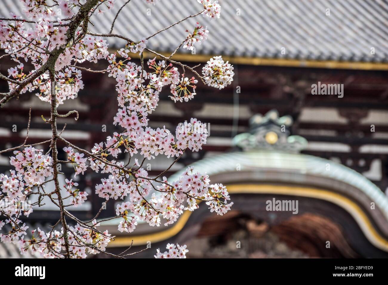 Beautiful pink cherry blossoms in spring season in Japan Stock Photo ...