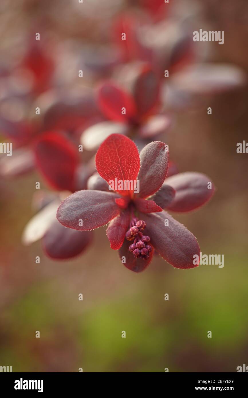 Barberry bush with small red leaves grow in a spring Stock Photo - Alamy