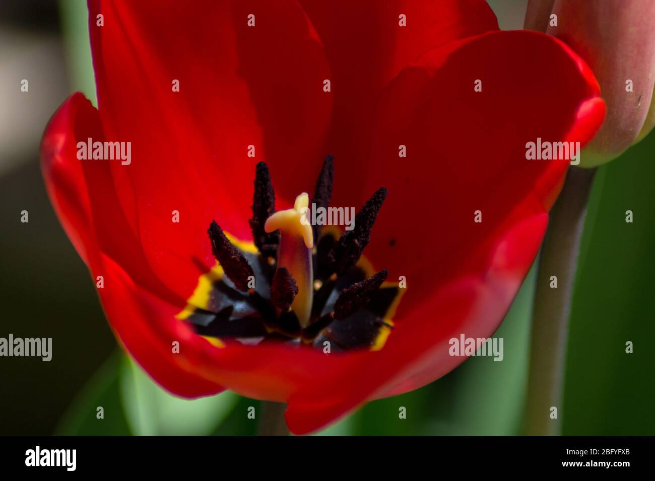 Macro tulip stamens, close-up of spring flower in the garden, single red colored tulip, seasonal ...