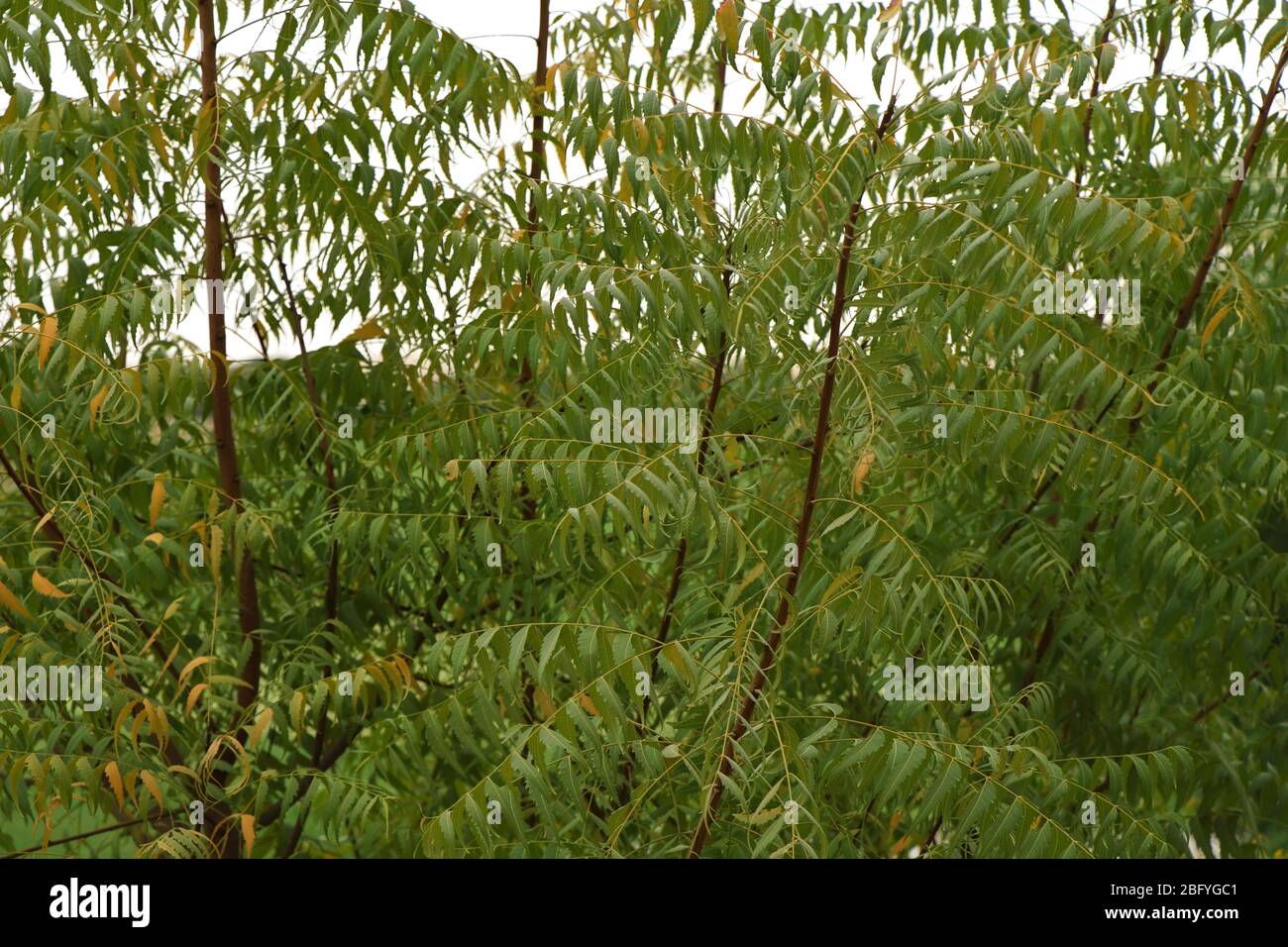 Azadirachta indica, commonly known as neem, nimtree or Indian lilac ...