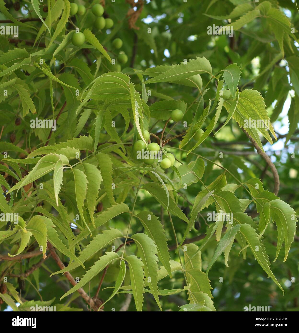 Azadirachta indica, commonly known as neem Stock Photo - Alamy