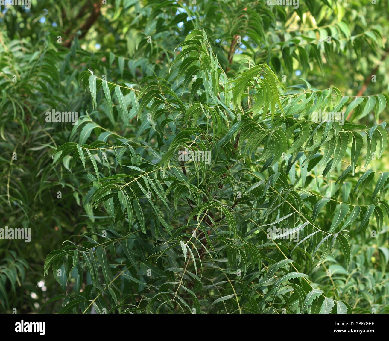 Azadirachta indica fruit hi-res stock photography and images - Alamy