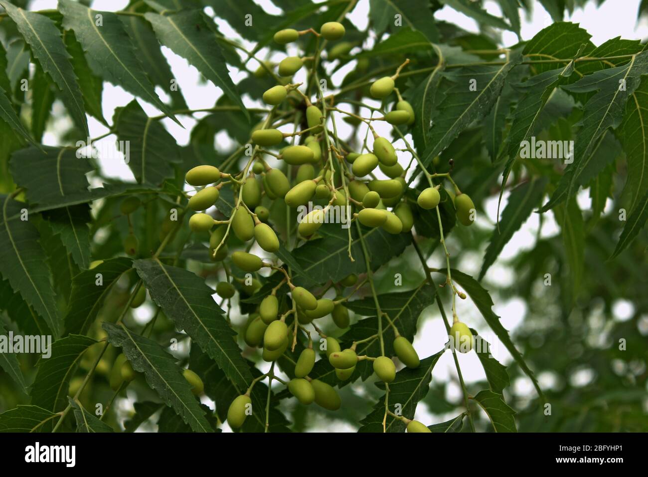 Siamese neem tree hi-res stock photography and images - Alamy