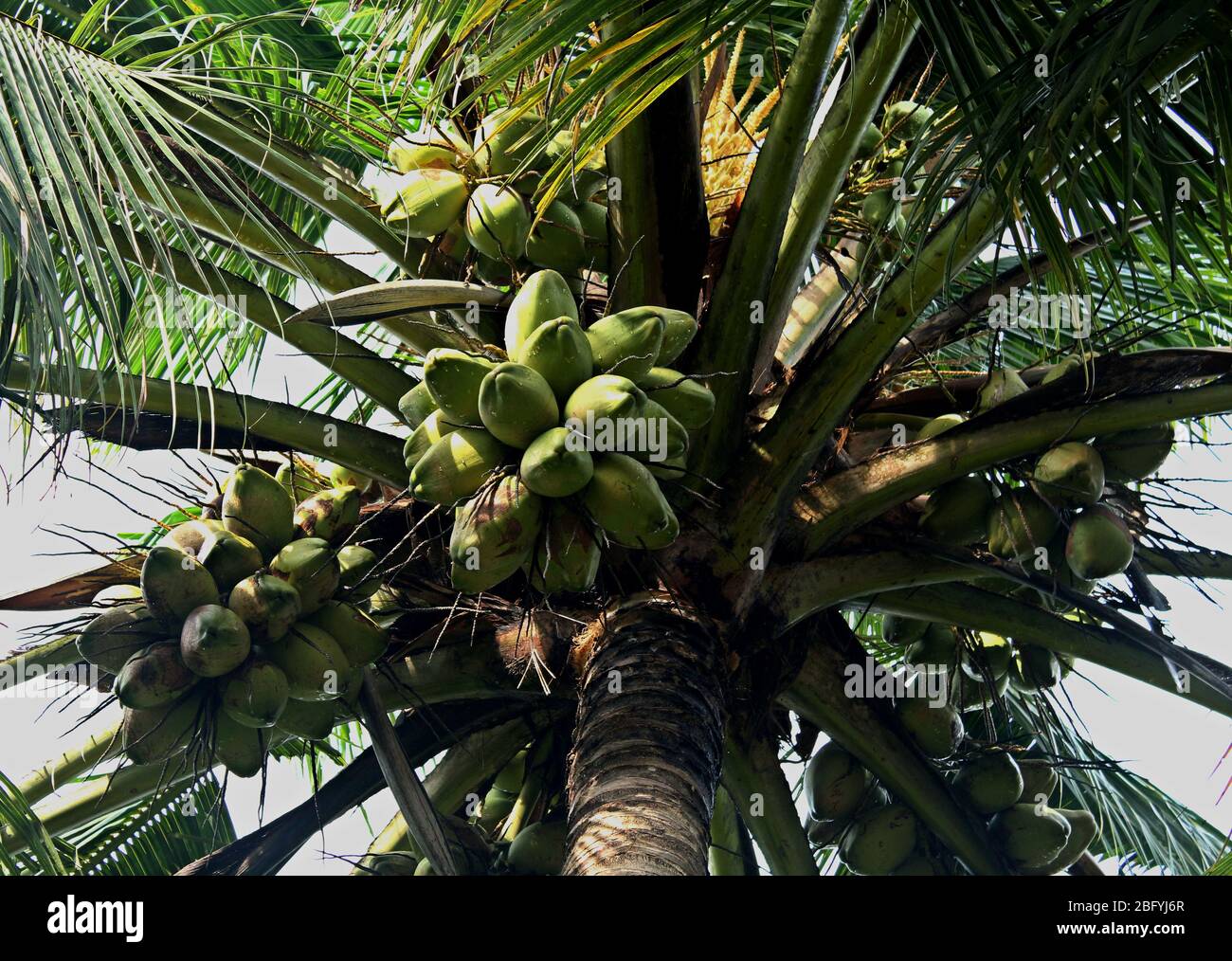 green coconut in the tree Stock Photo - Alamy