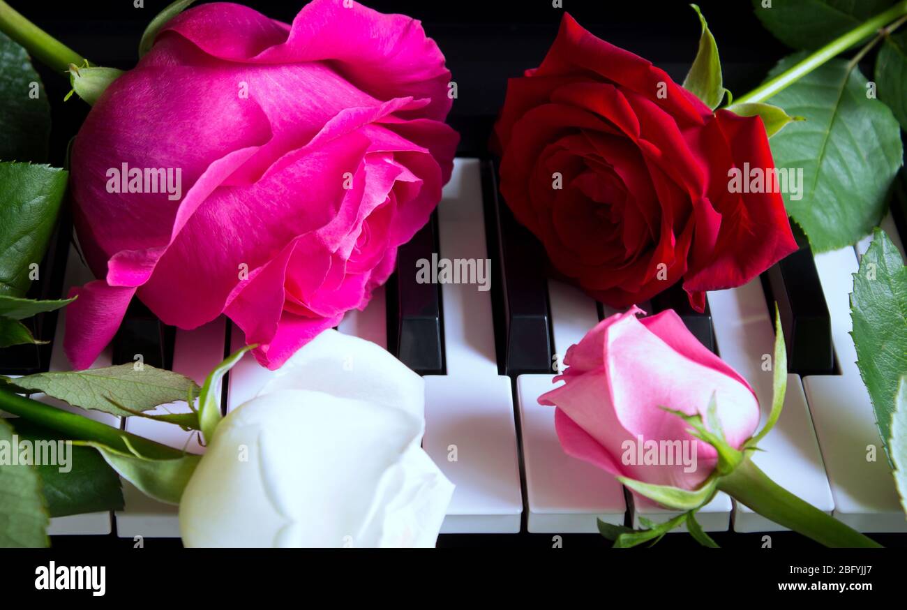 Red roses music notes hi-res stock photography and images - Alamy