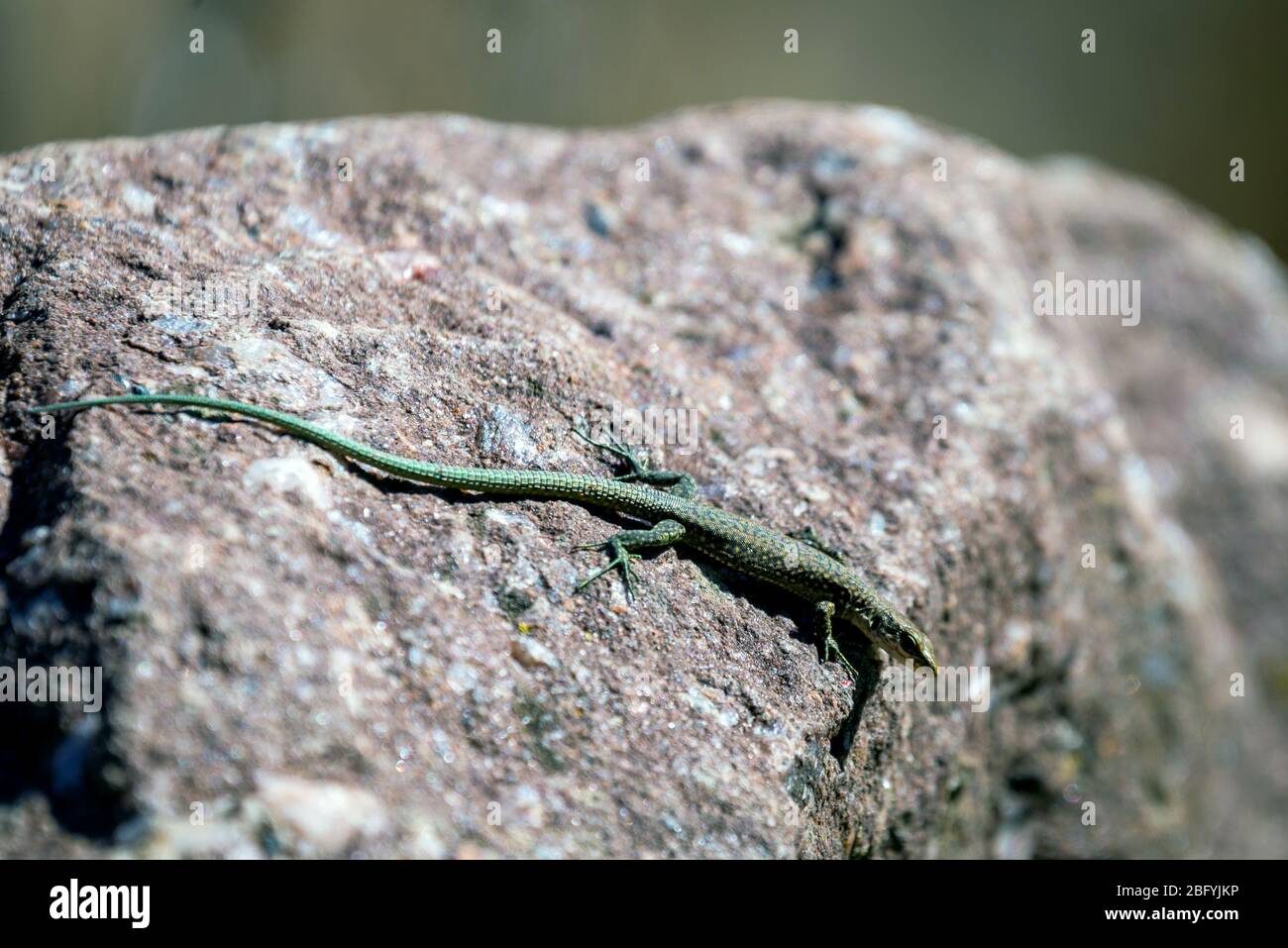 European green lizard on rock hi-res stock photography and images - Alamy