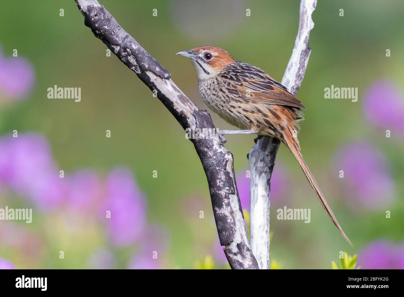 Cape Grassbird (Sphenoeacus afer), side view of an adult perched on a dead branch, Western Cape ...