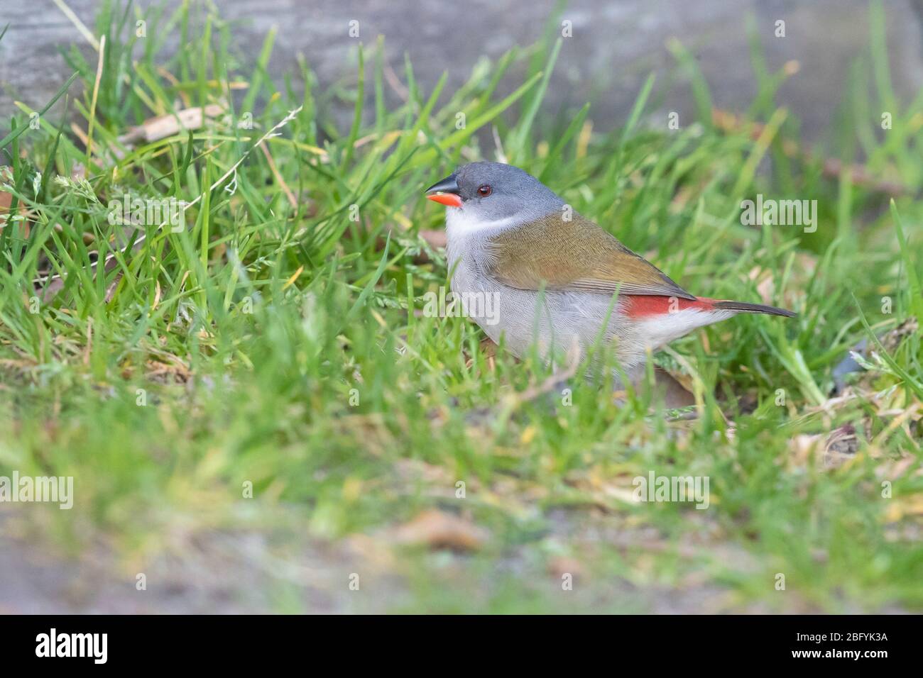 Swee Waxbill (Coccopygia melanotis), adult female standing on the ...
