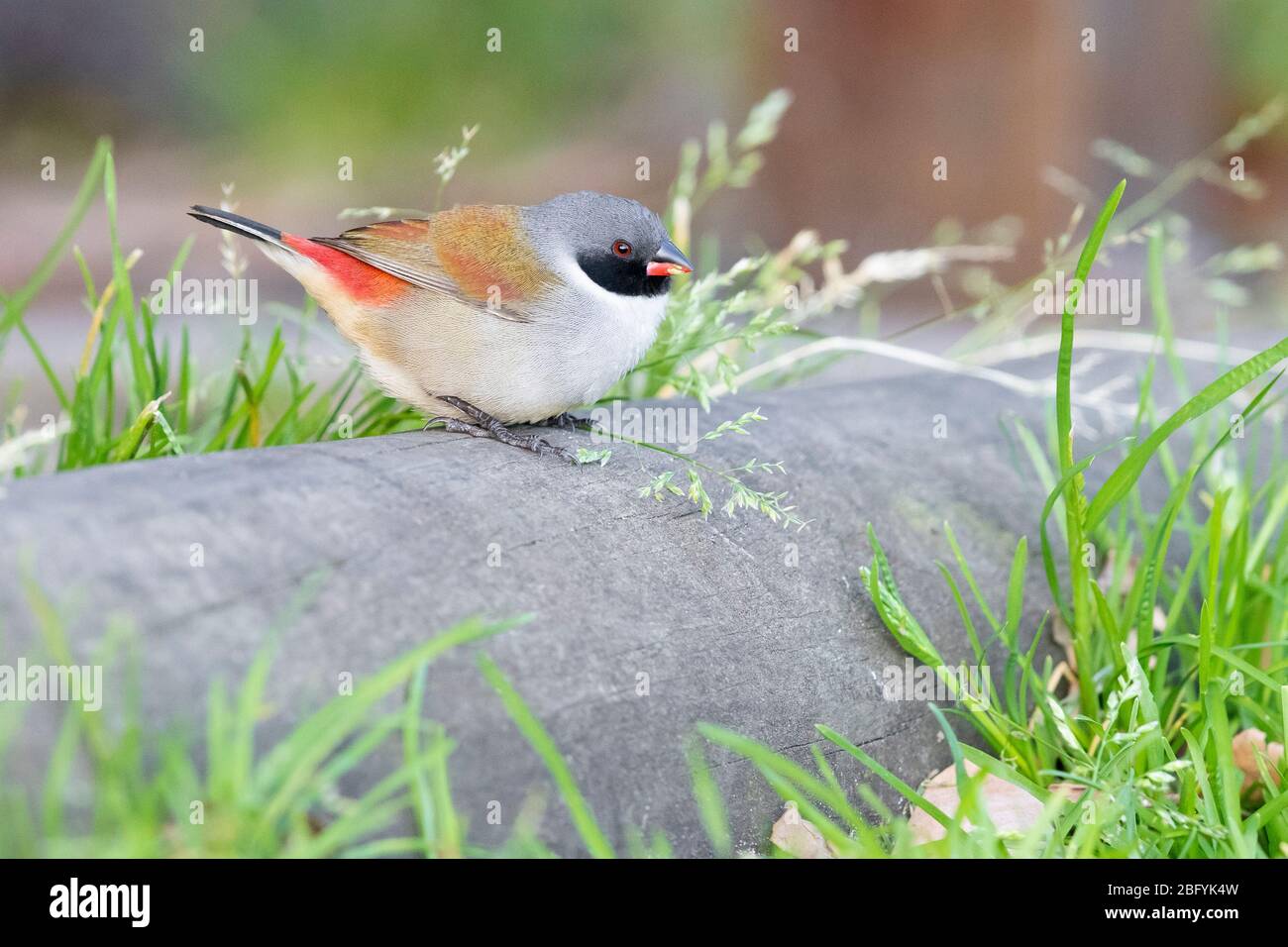 Coccopygia melanotis hi-res stock photography and images - Alamy