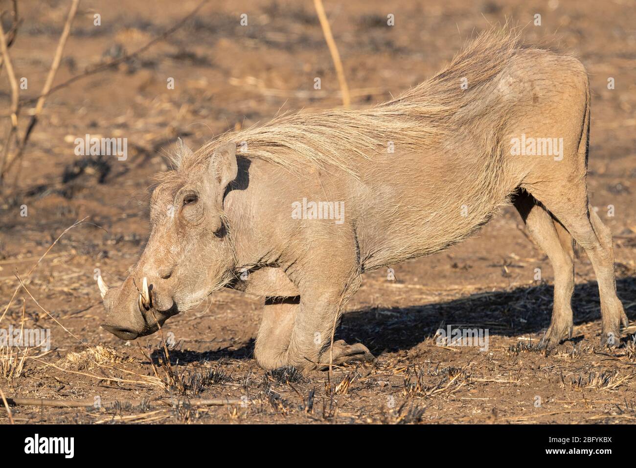 Southern Warthog (Phacochoerus africanus sundevallii), side view of an ...
