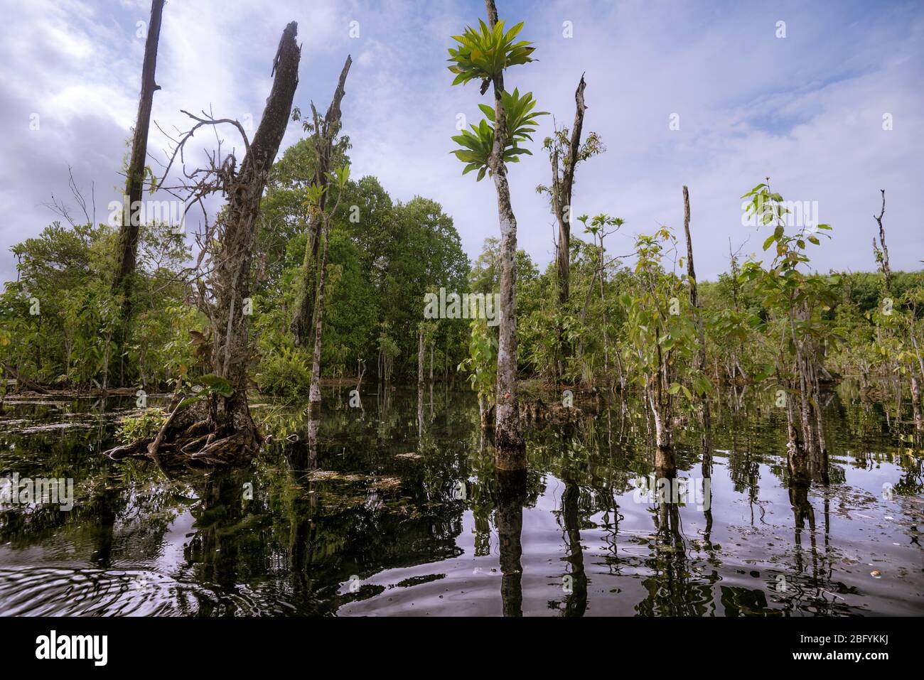 View of the bush in wetlands and reflection in the water Stock Photo ...