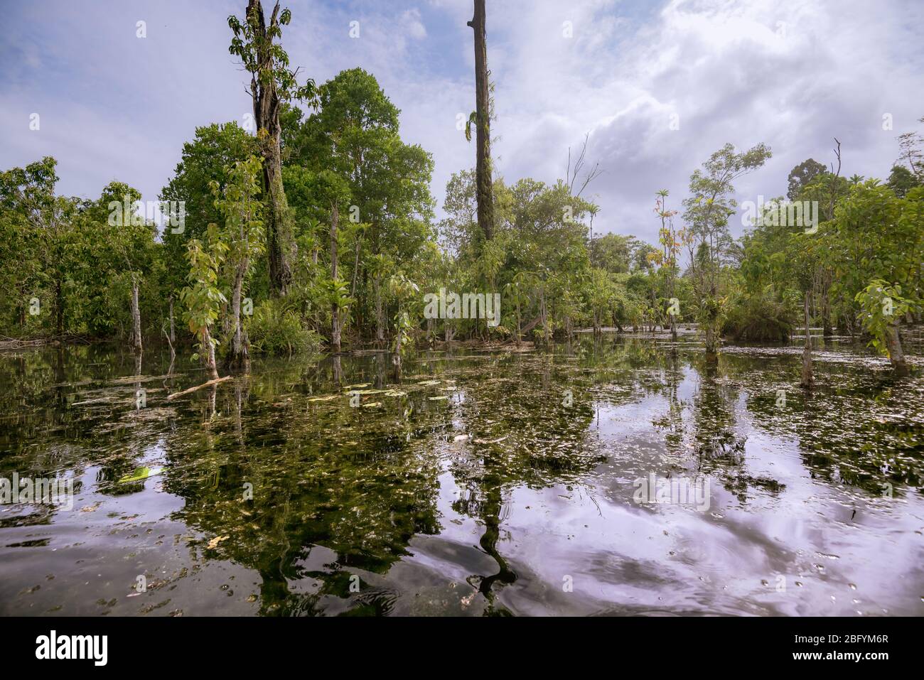 View of the bush in wetlands and reflection in the water Stock Photo ...