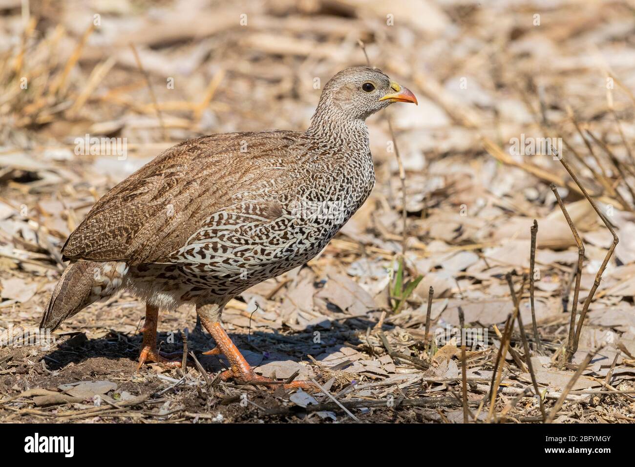 Natal Spurfowl (Pternistis natalensis), side view of an adult standing ...