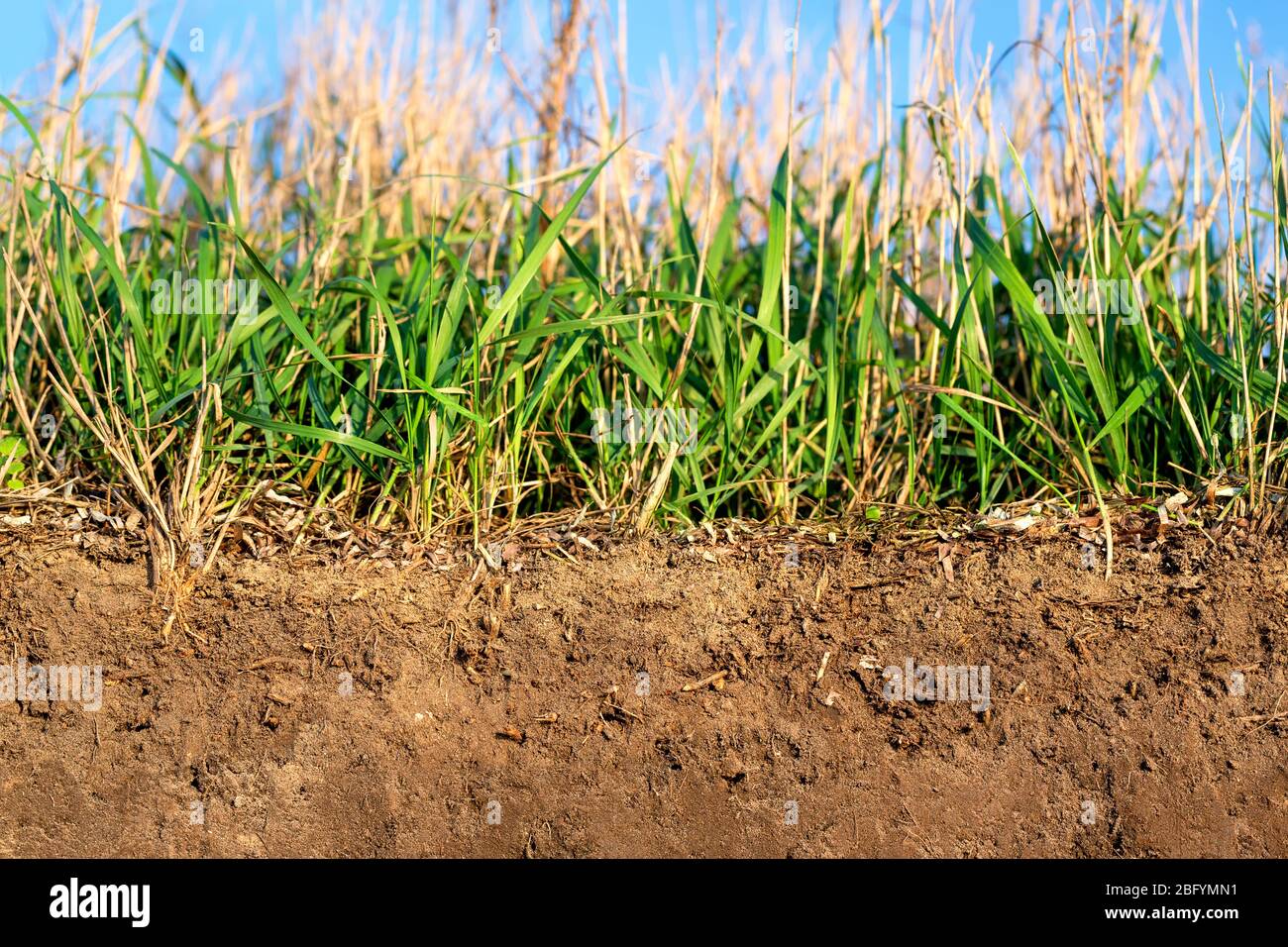Soil profile layers hi-res stock photography and images - Alamy