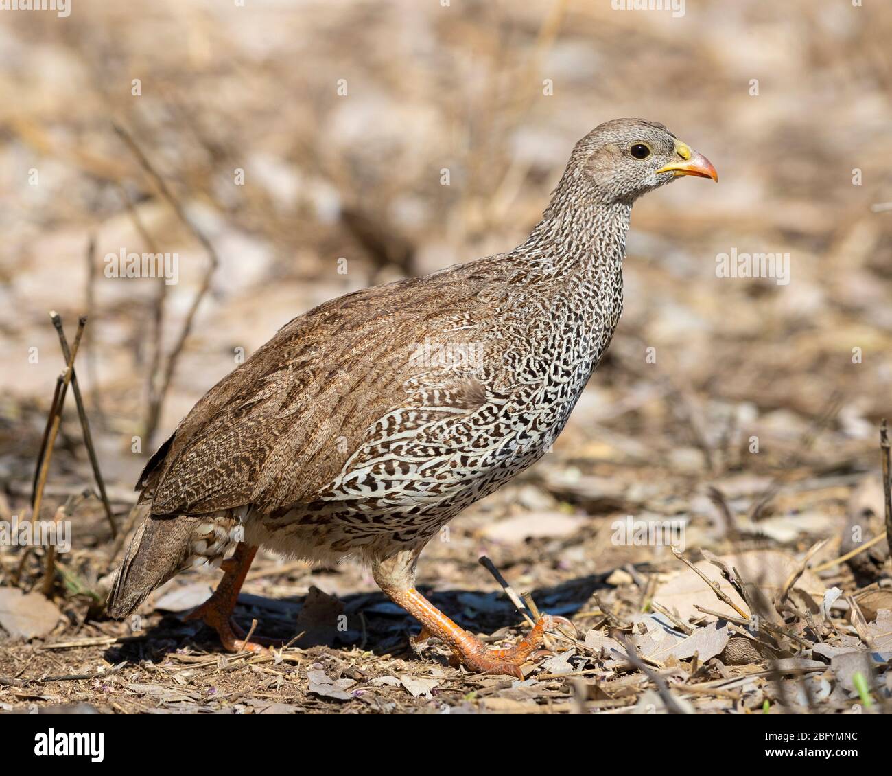 Natal Spurfowl (Pternistis natalensis), side view of an adult standing ...