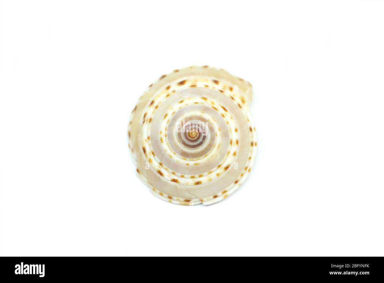 Seashell With White Background Stock Photo - Alamy