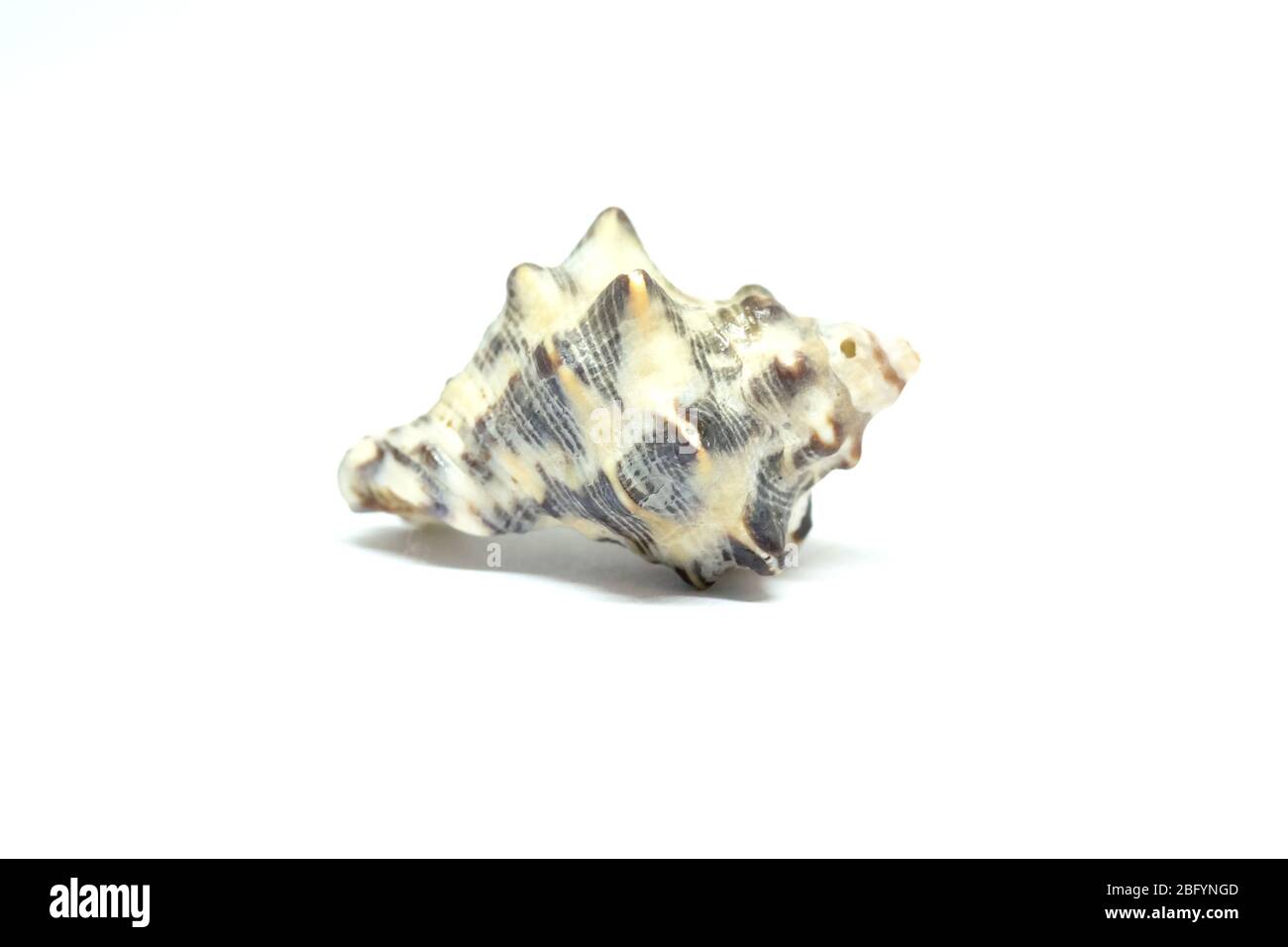 Seashell With White Background Stock Photo - Alamy