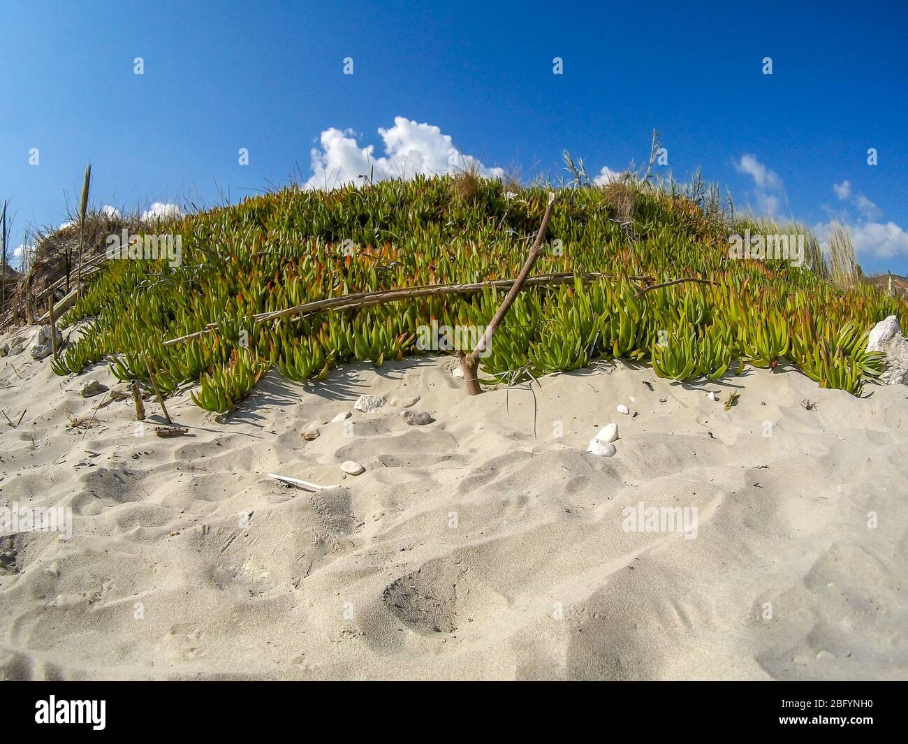 Flowers bloom on beach hi-res stock photography and images - Alamy