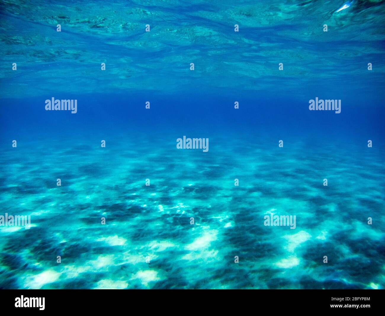 Black tip caribbean reef shark hi-res stock photography and images - Alamy