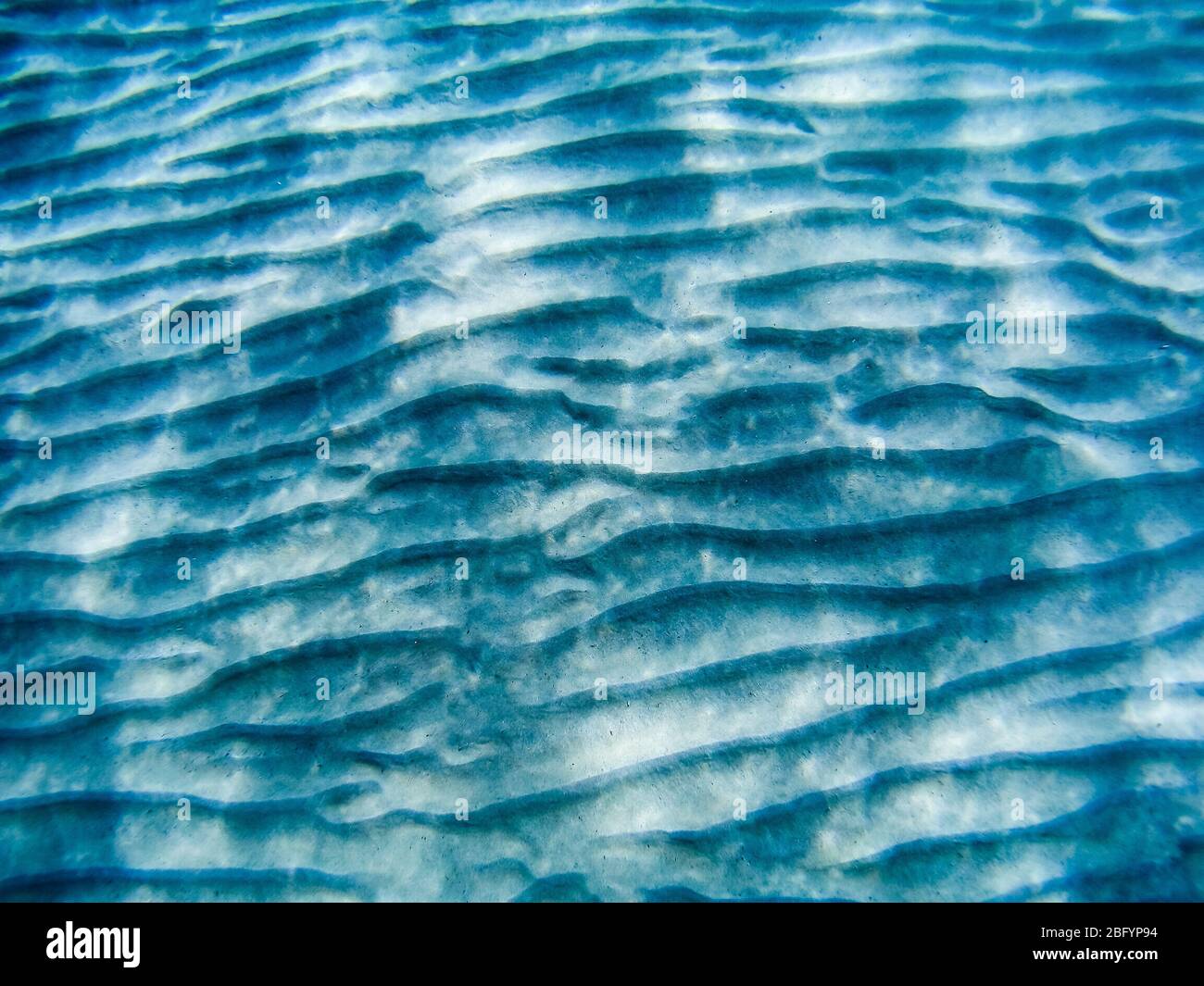 Black tip caribbean reef shark hi-res stock photography and images - Alamy