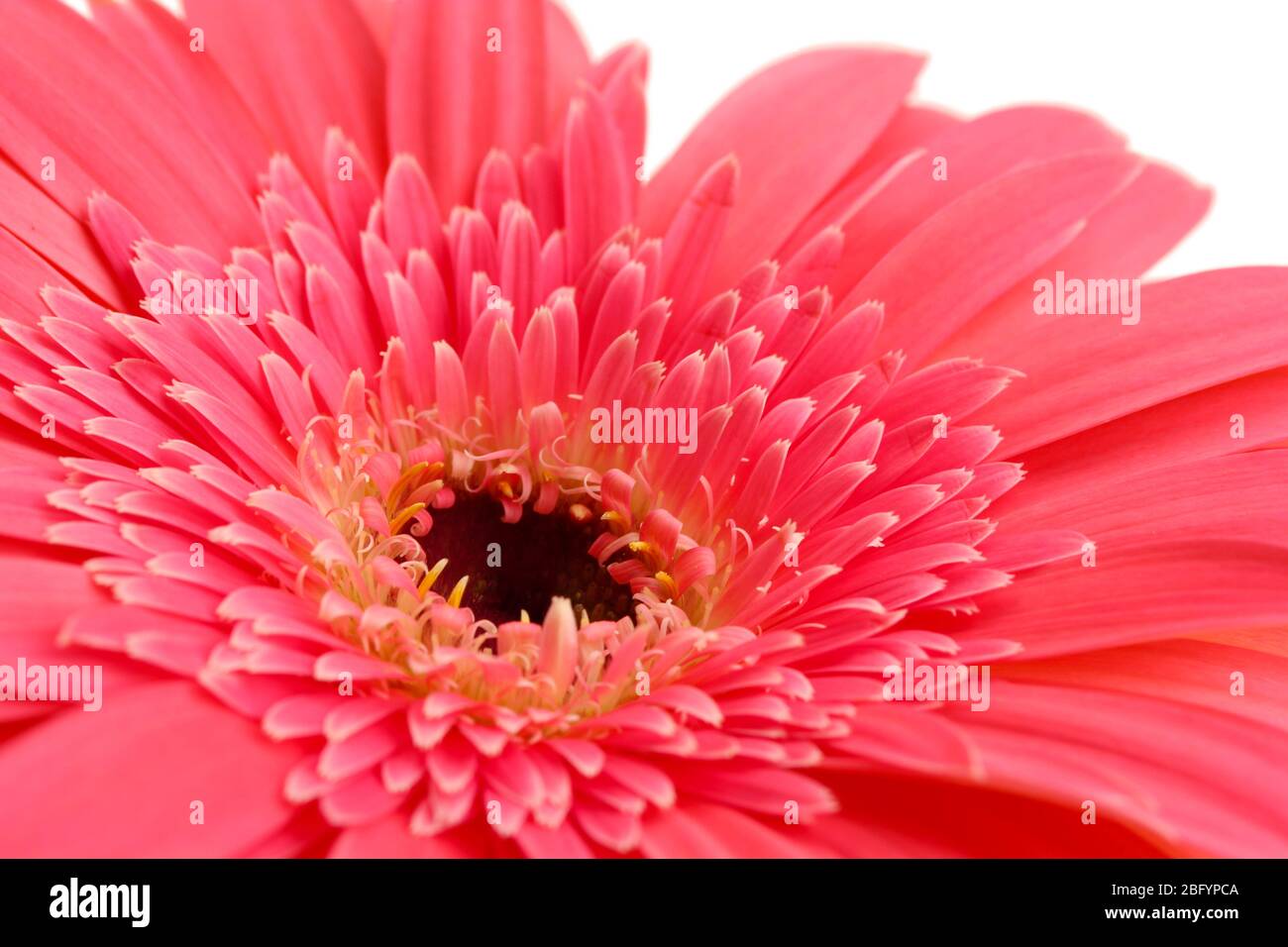 beautiful gerbera flower isolated on white Stock Photo - Alamy