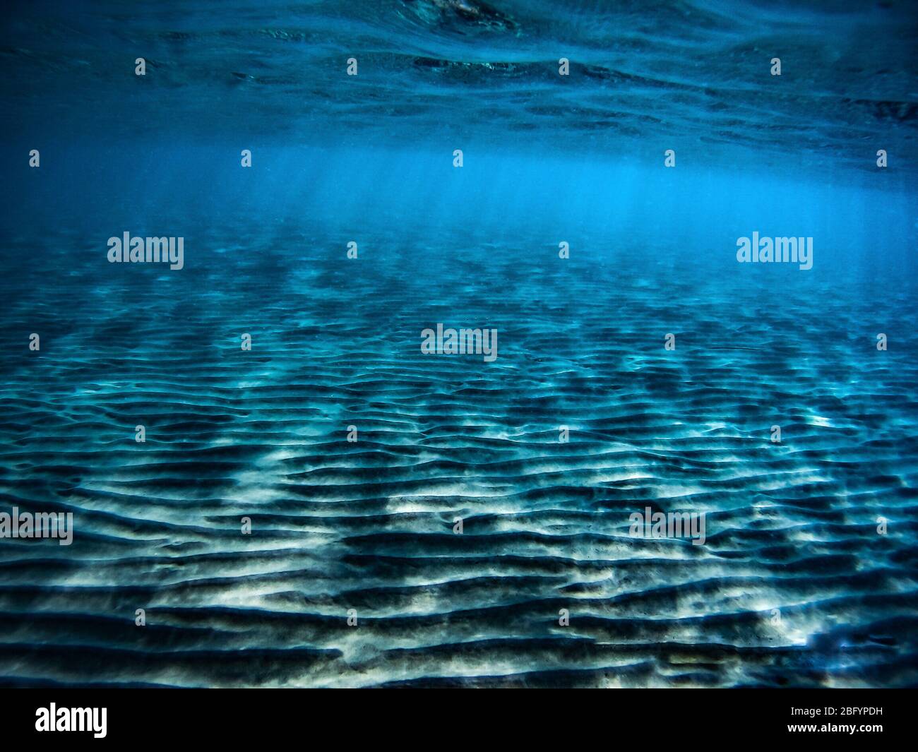 Black tip caribbean reef shark hi-res stock photography and images - Alamy