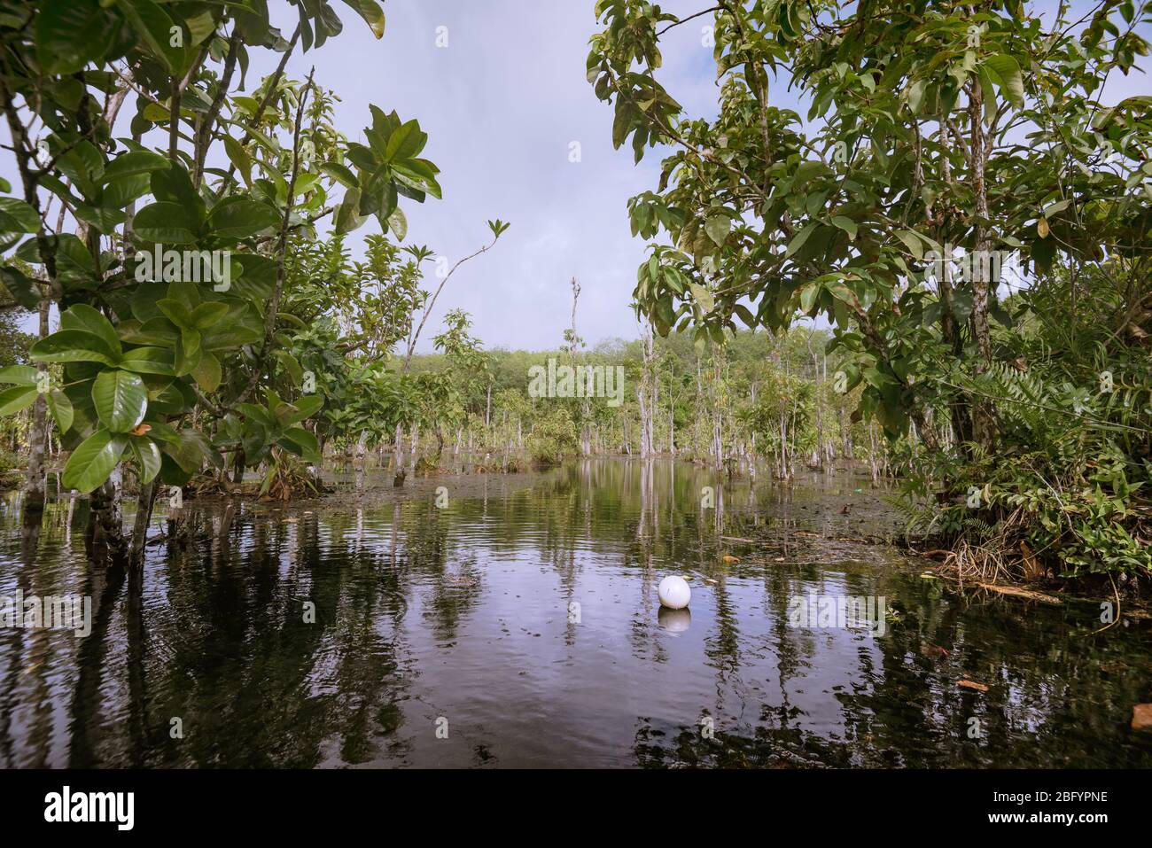 View of the bush in wetlands and reflection in the water Stock Photo ...