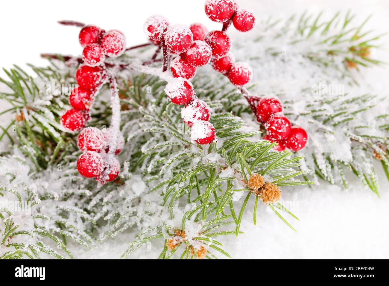 Rowan berries with spruce covered with snow Stock Photo - Alamy