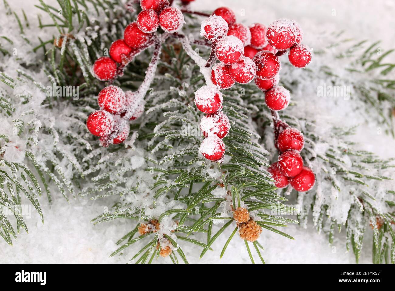 Rowan berries with spruce covered with snow Stock Photo - Alamy