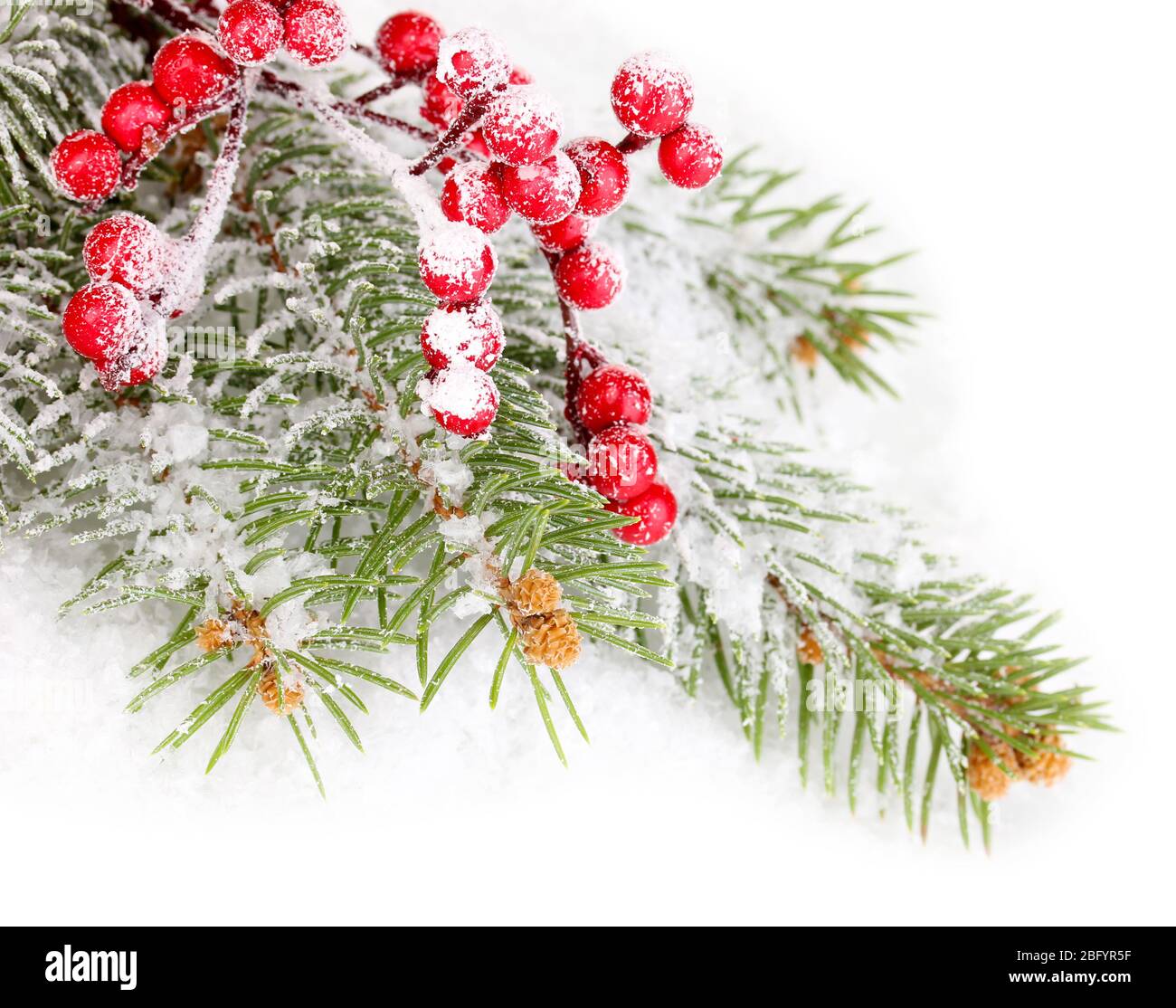 Rowan berries with spruce covered with snow Stock Photo - Alamy