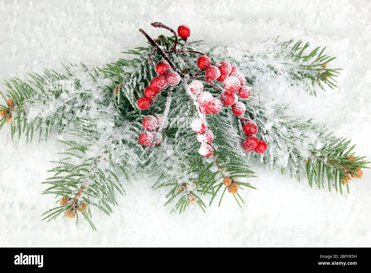 Rowan berries with spruce covered with snow Stock Photo - Alamy