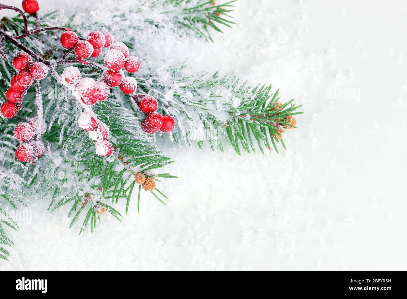 Rowan berries with spruce covered with snow Stock Photo - Alamy