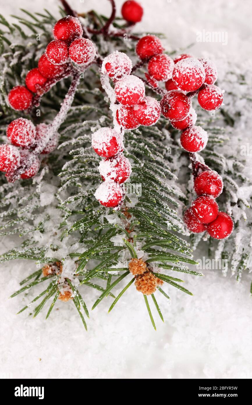 Rowan berries with spruce covered with snow Stock Photo - Alamy