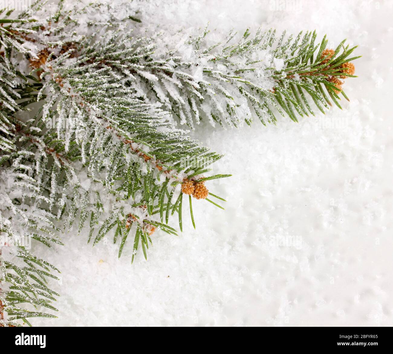 Spruce covered with snow Stock Photo - Alamy