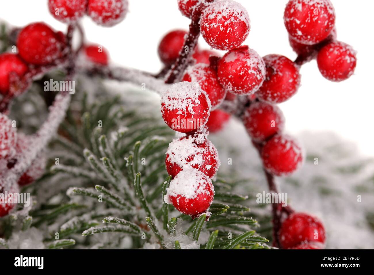 Rowan berries with spruce covered with snow Stock Photo - Alamy