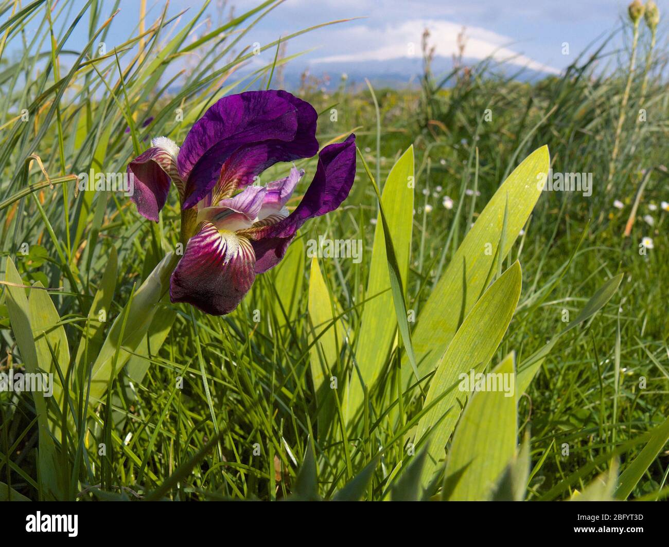 colorful sicilian iris flower in Etna Park of Sicily Stock Photo - Alamy