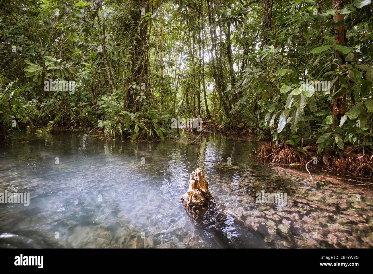 View of the bush in wetlands and reflection in the water Stock Photo ...