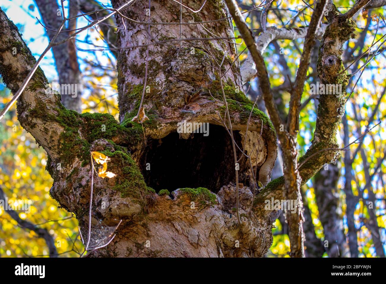 Large hollow tree on a background of forest. Serves nest for birds and ...