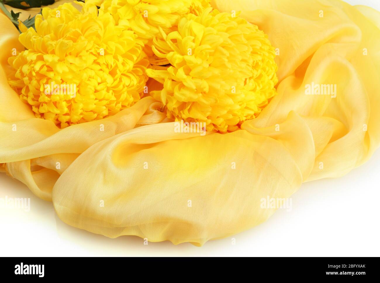 White chrysanthemums big yellow flowers hi-res stock photography and ...