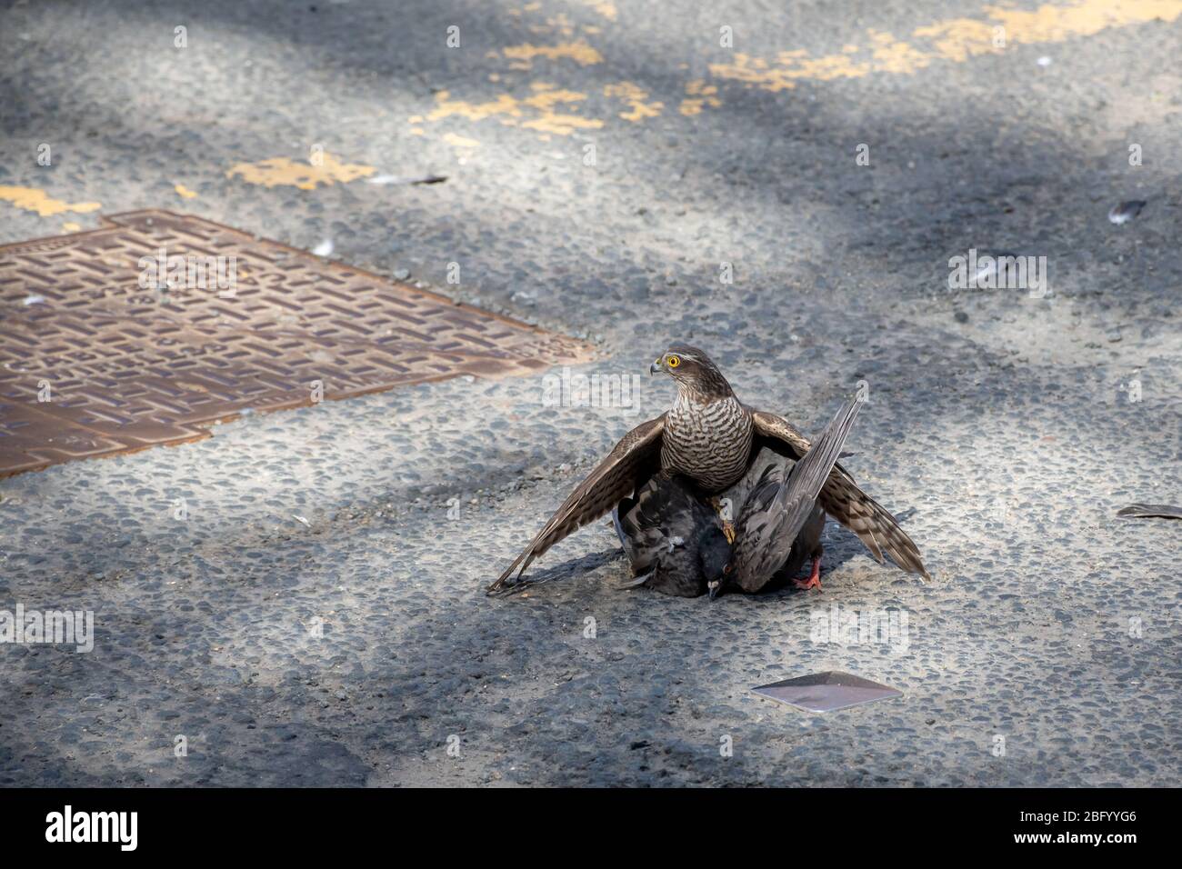 Birds take over the city during the COVID-19 lockdown: A Sparrowhawk ...